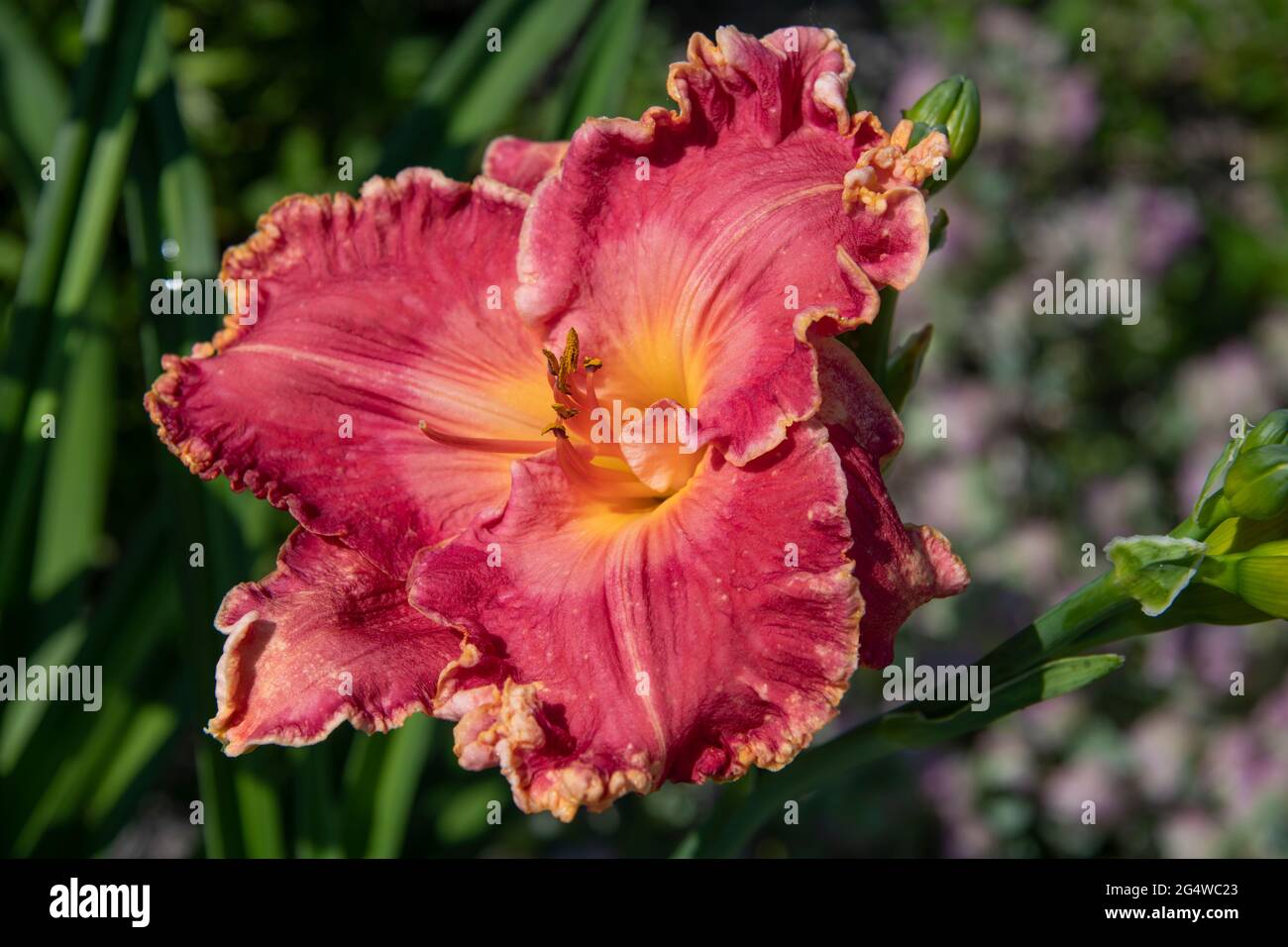 Colorful flower of special interest to lovers of the beautiful gardens ...