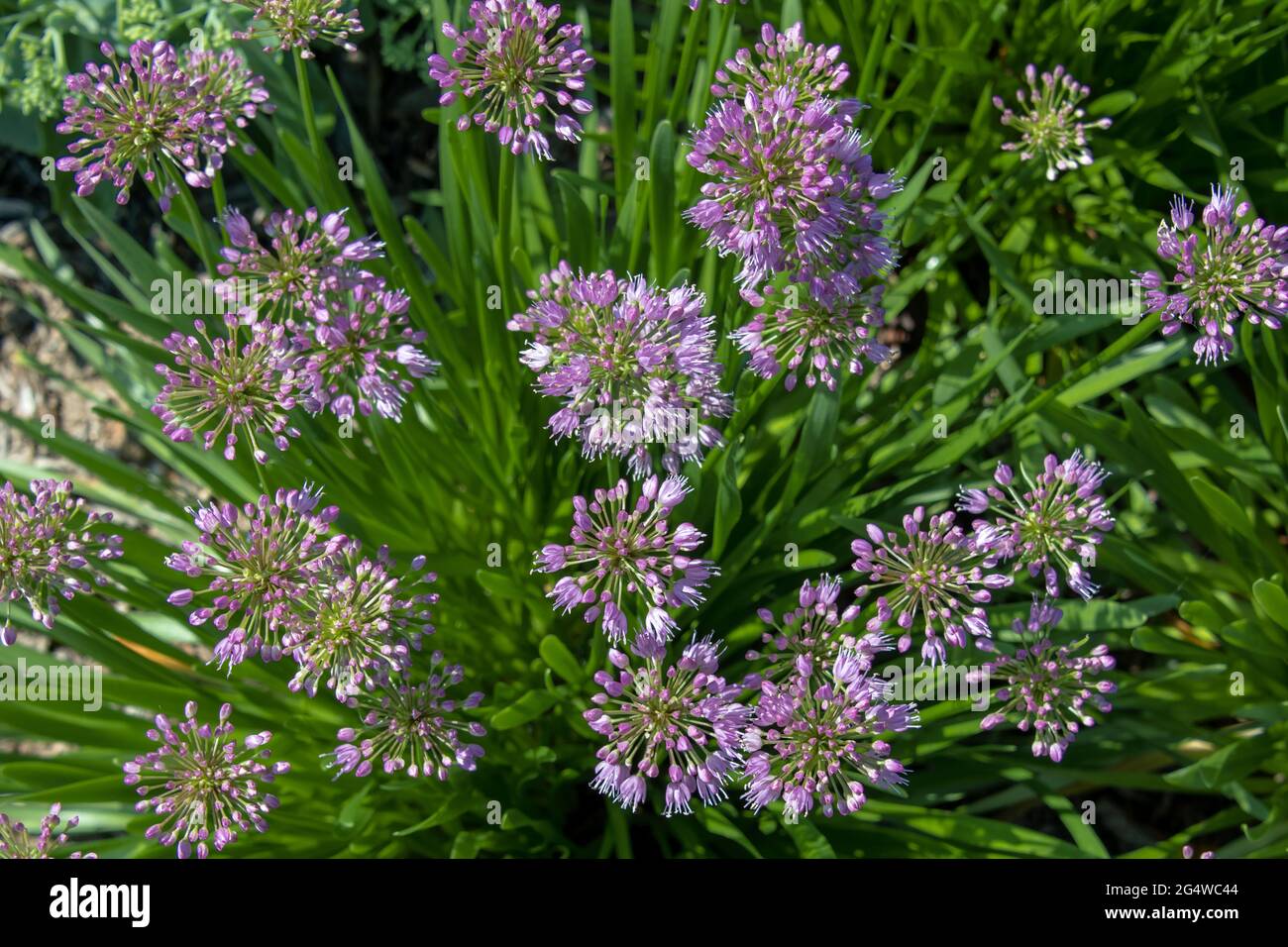 Allium Millenium. It is a plant with glossy green leaves with clusters ...