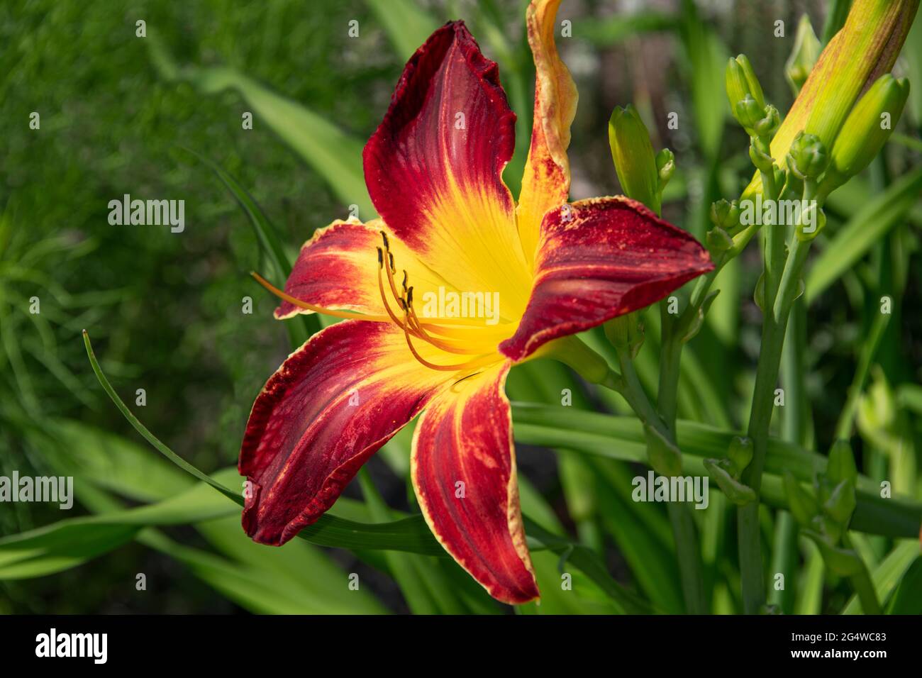 This is the popular decorative flower of the Ruby Spider Daylily ...