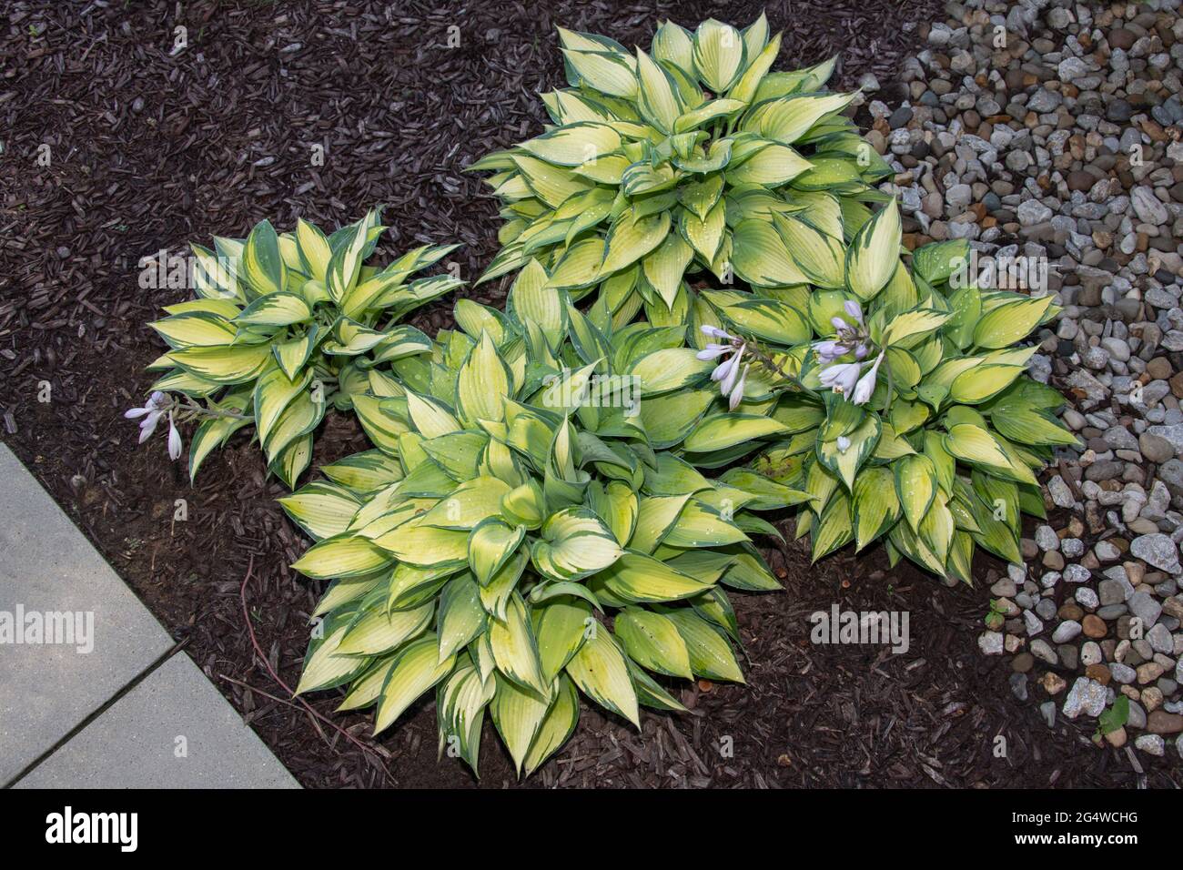 This is the popular decorative plant called Morning Light Hosta with ...