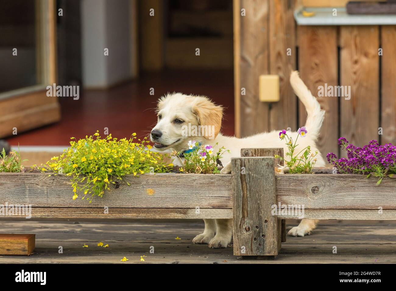 Little puppy dog on a wooden terrace. A small dog guards the house ...