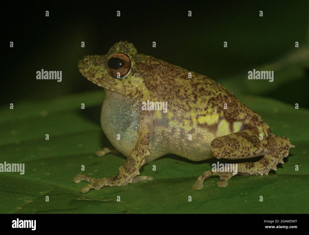 Frog amphibian sri lanka hi-res stock photography and images - Alamy