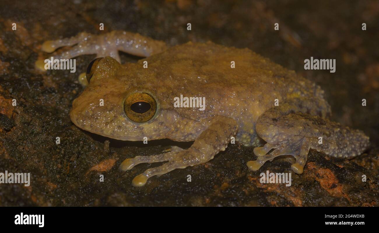 Frog amphibian sri lanka hi-res stock photography and images - Alamy