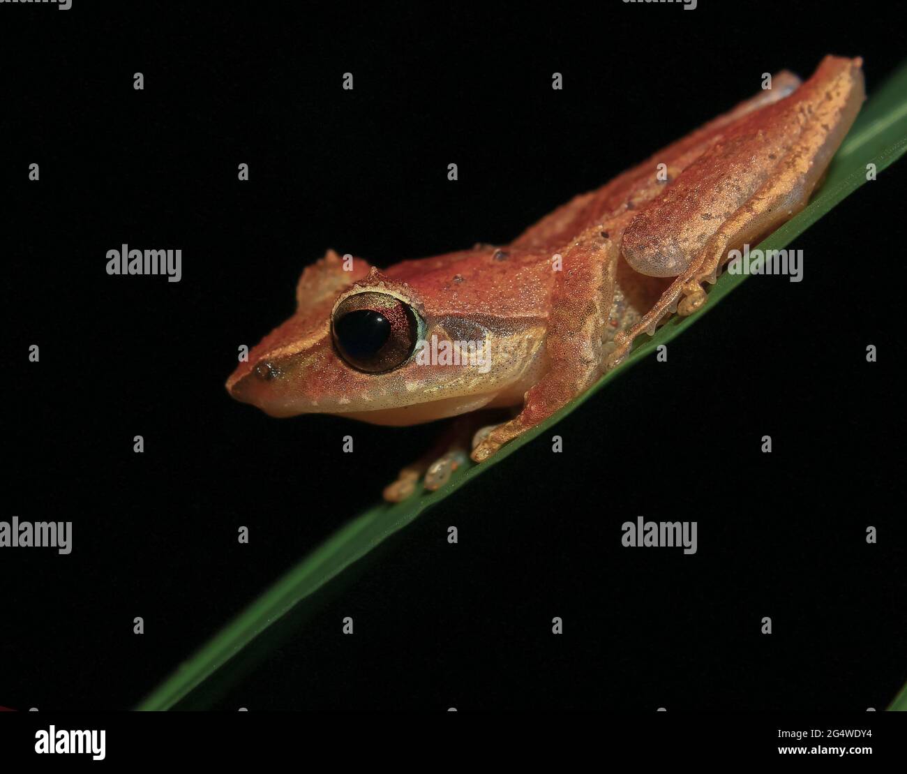 Frog on a leaf; tiny frog; cute froggy; Pseudophilautus folicola from ...