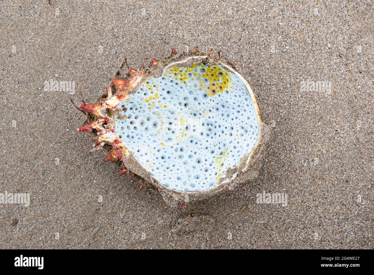 Empty crab shell on the sand of a beach in Brittany Stock Photo - Alamy