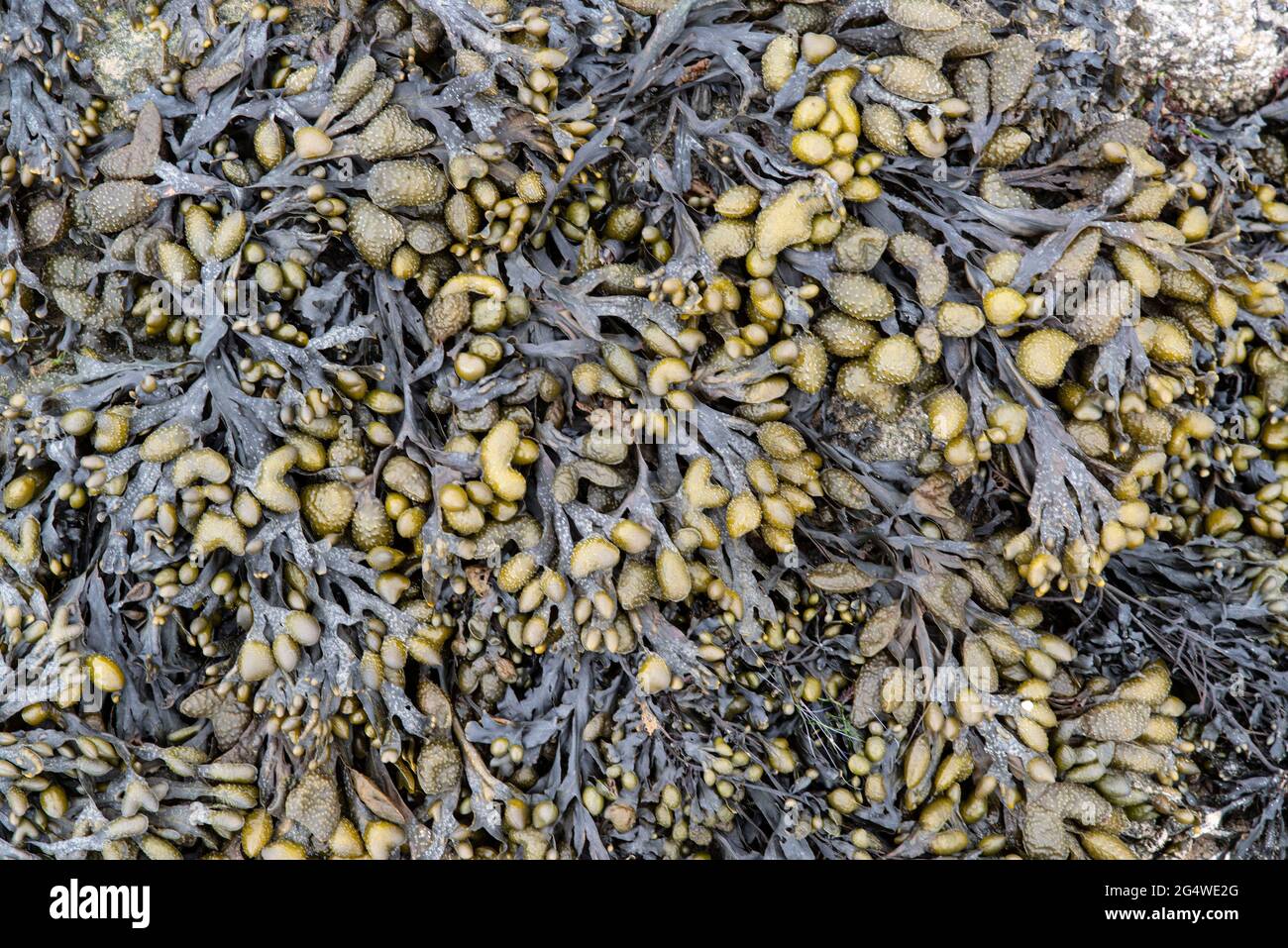 Seaside green texture hi-res stock photography and images - Alamy