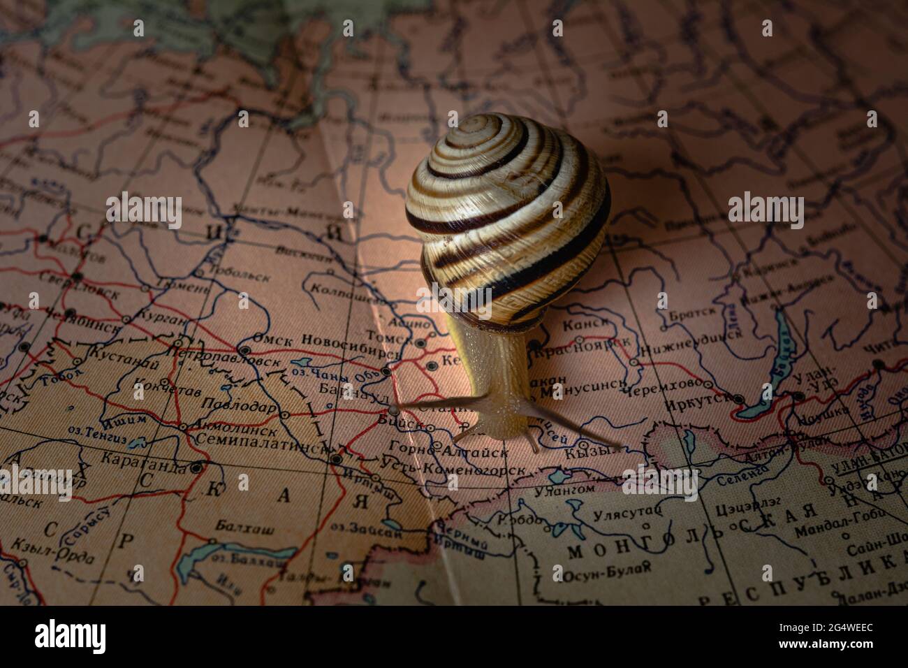 Little snail crawling across the world map Stock Photo - Alamy