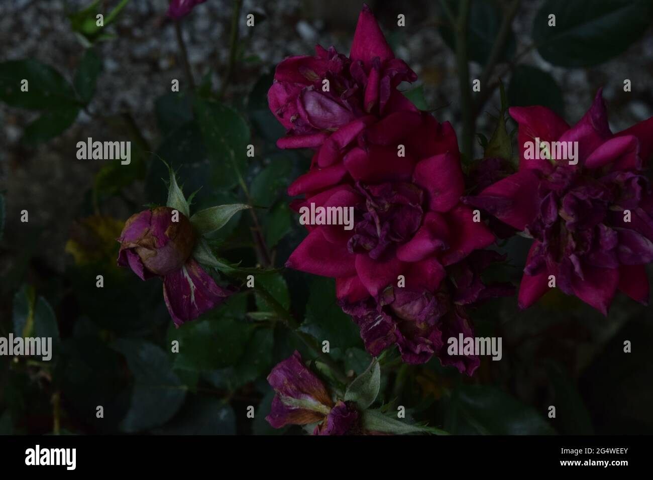 Group of roses hi-res stock photography and images - Alamy