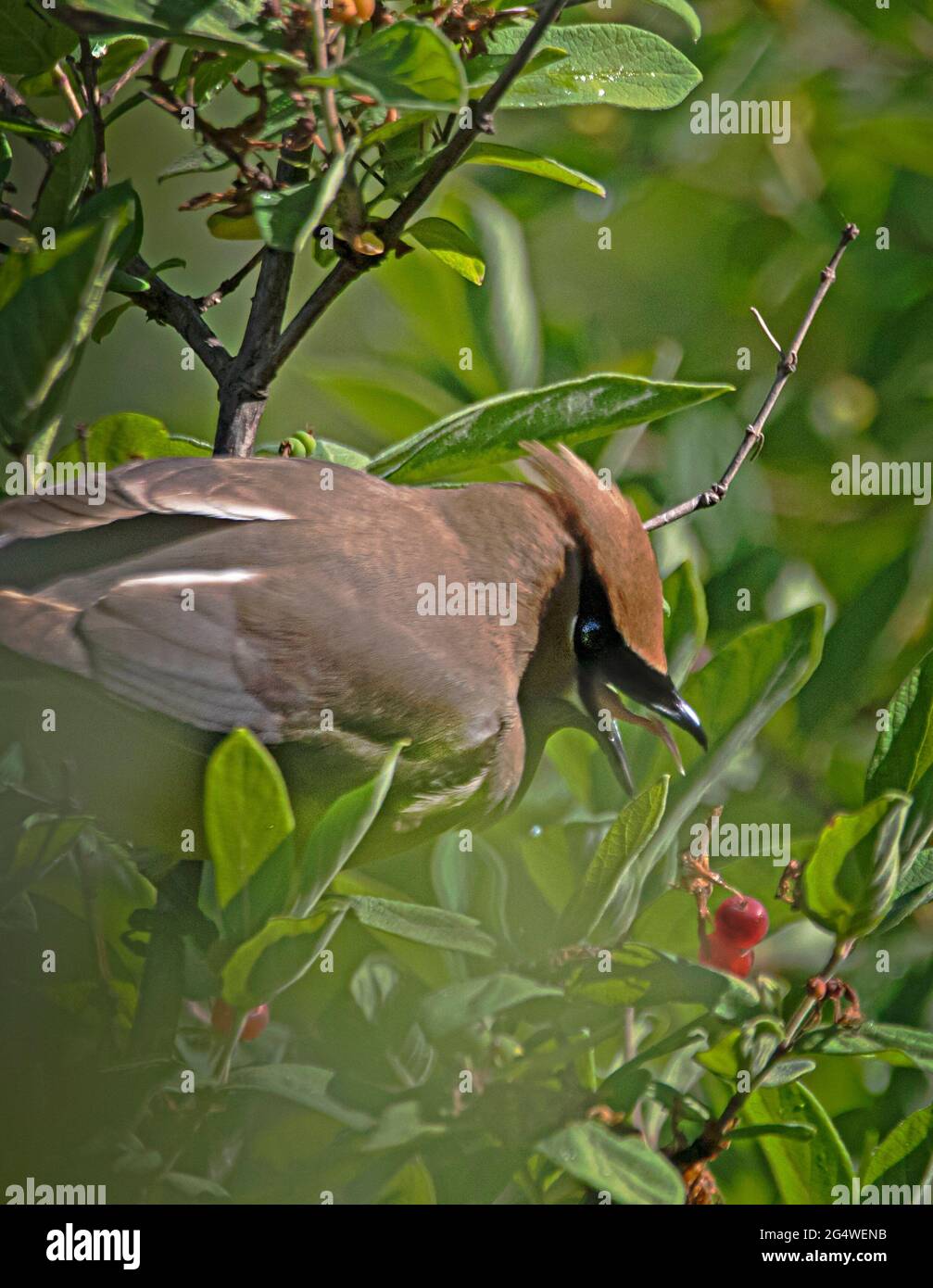 Cedar Waxwings with berry Stock Photo - Alamy
