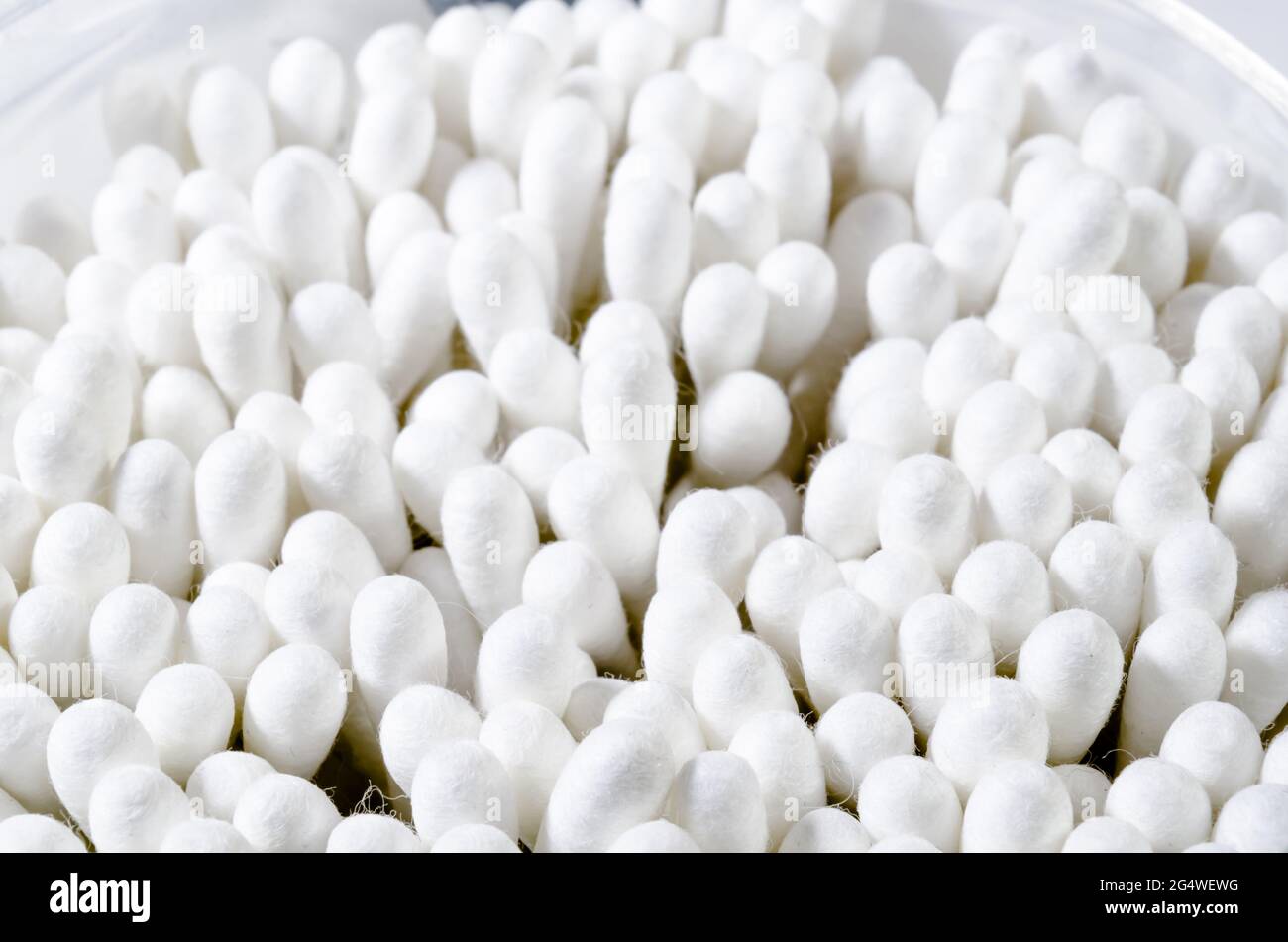 A Close-Up Studio Photograph of a Group of White Cotton Buds Stock ...