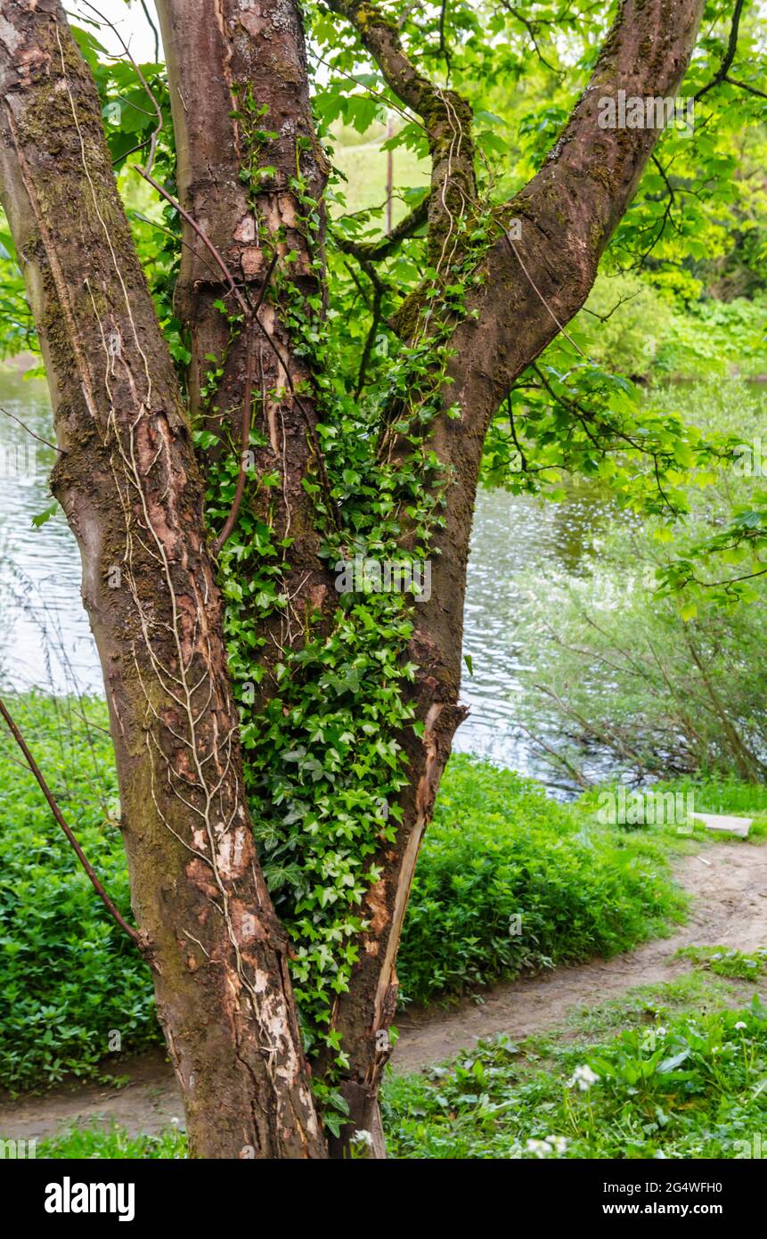Ivy growing tree trunk hi-res stock photography and images - Alamy