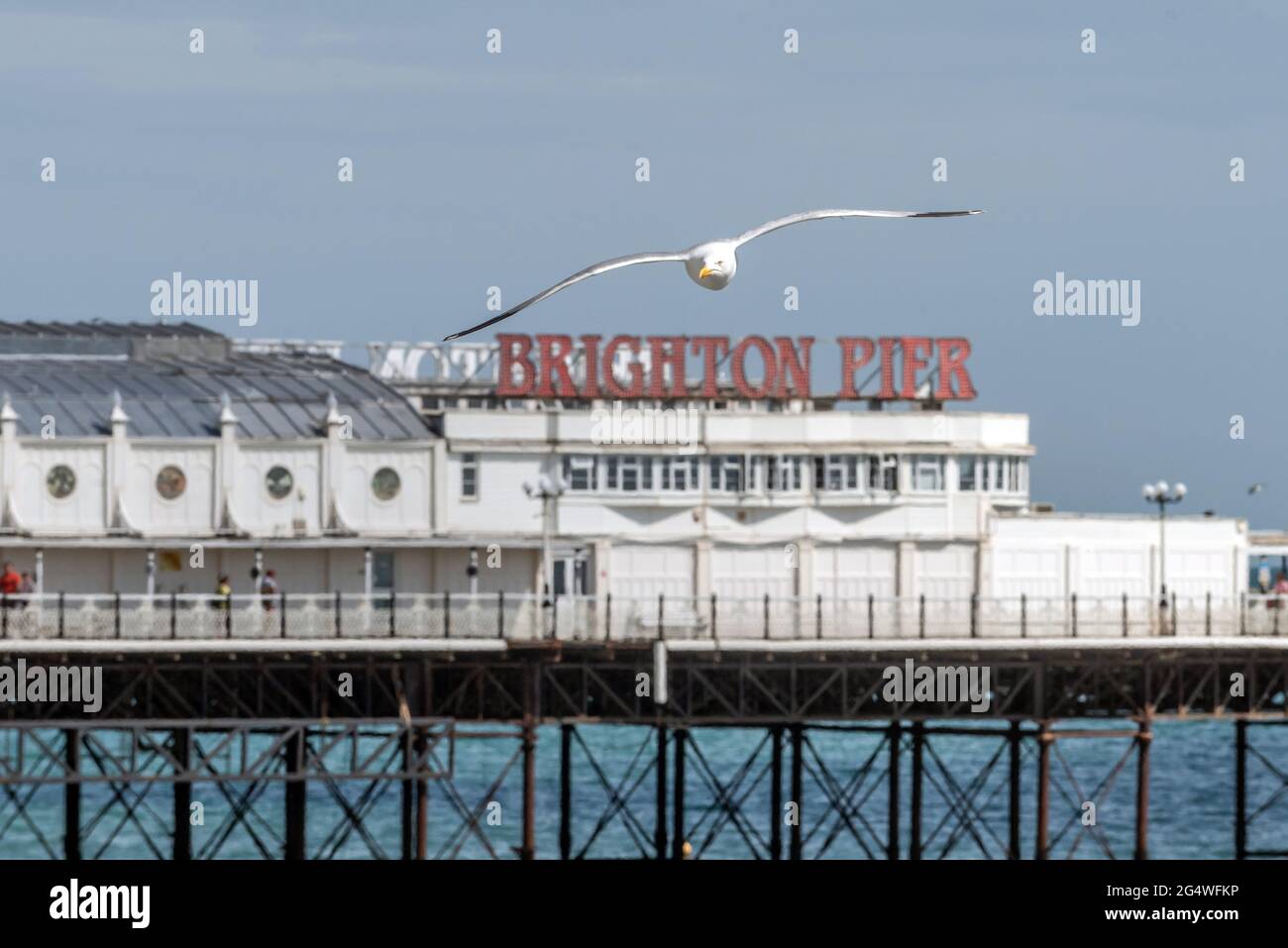 Brighton, June 23rd 2021: A seagull enjoying the view over Brighton ...