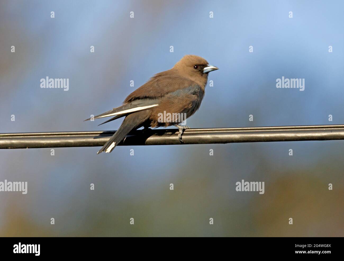 Dusky Woodswallow (Artamus cyanopterus cyanopterus) perched on power ...