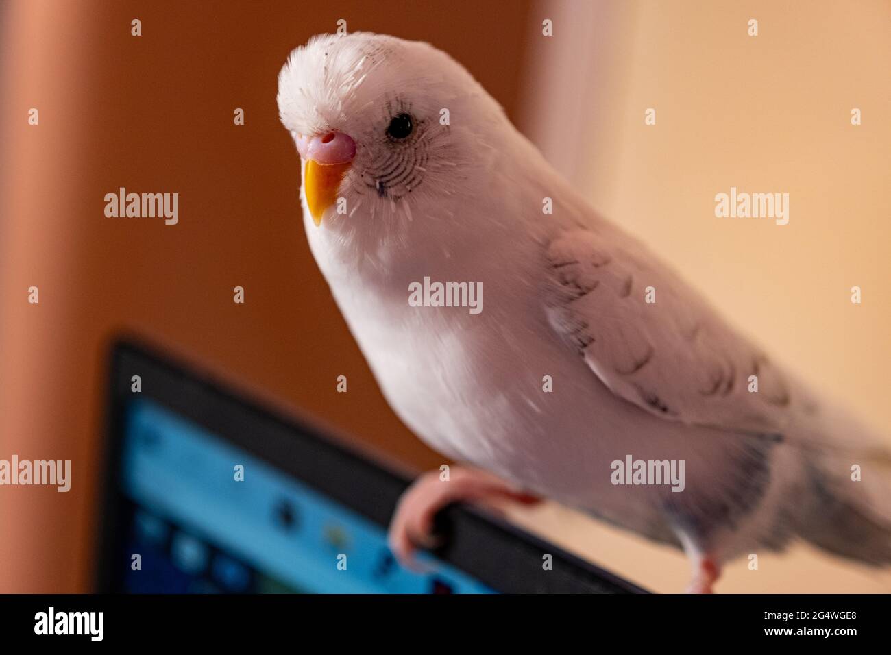 Closeup shot of a white Budgie parrot sitting on the monitor on a ...