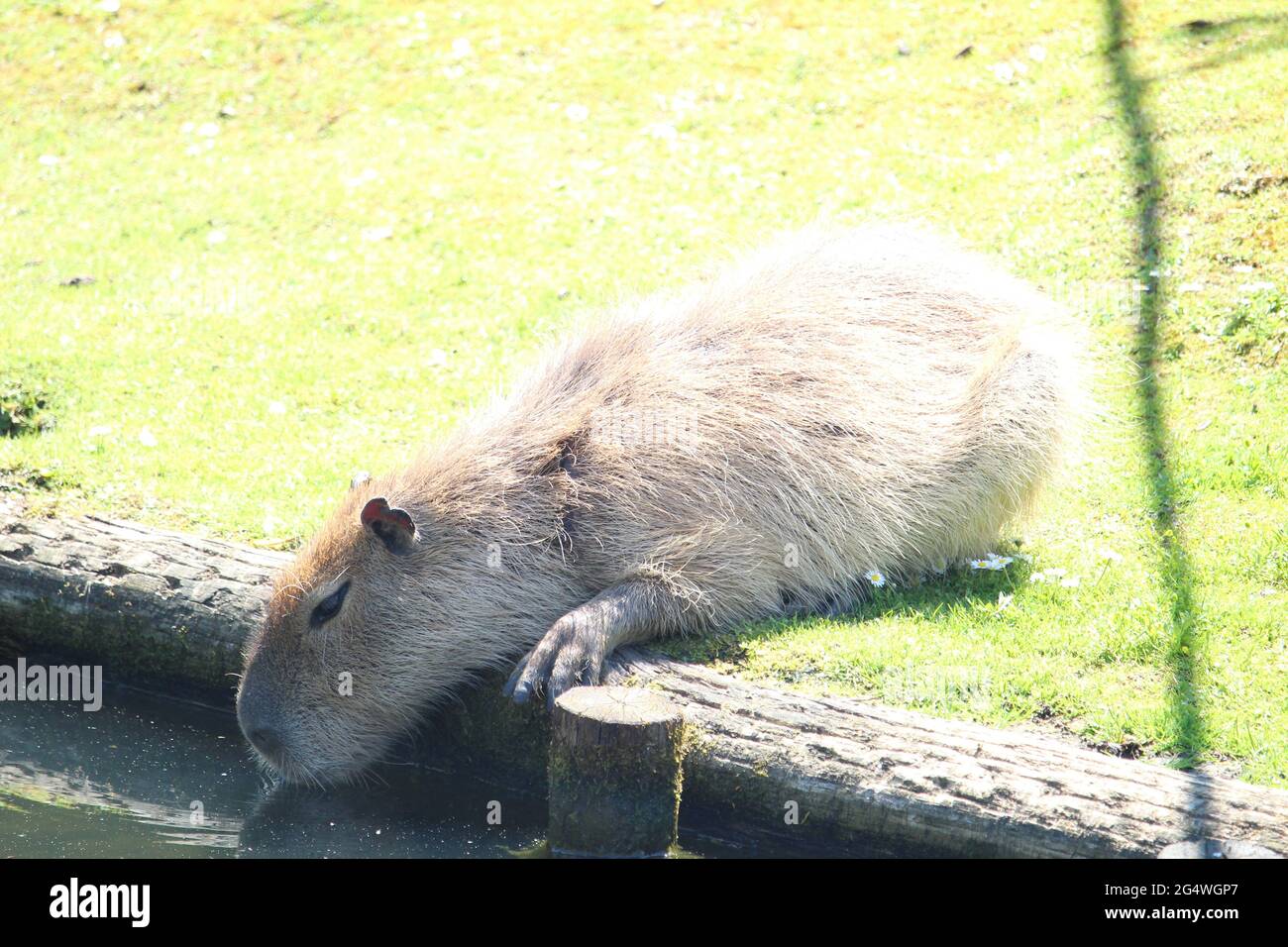 Furry capybara feeding on the water Stock Photo - Alamy