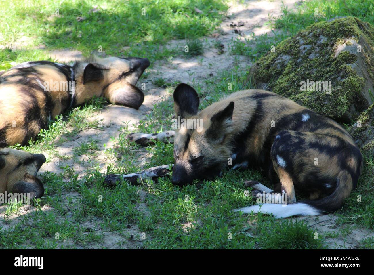 Closeup of African wild dogs resting on the ground Stock Photo - Alamy