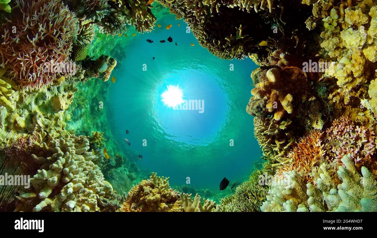 Tropical Fishes on Coral Reef, underwater scene. Colourful tropical ...