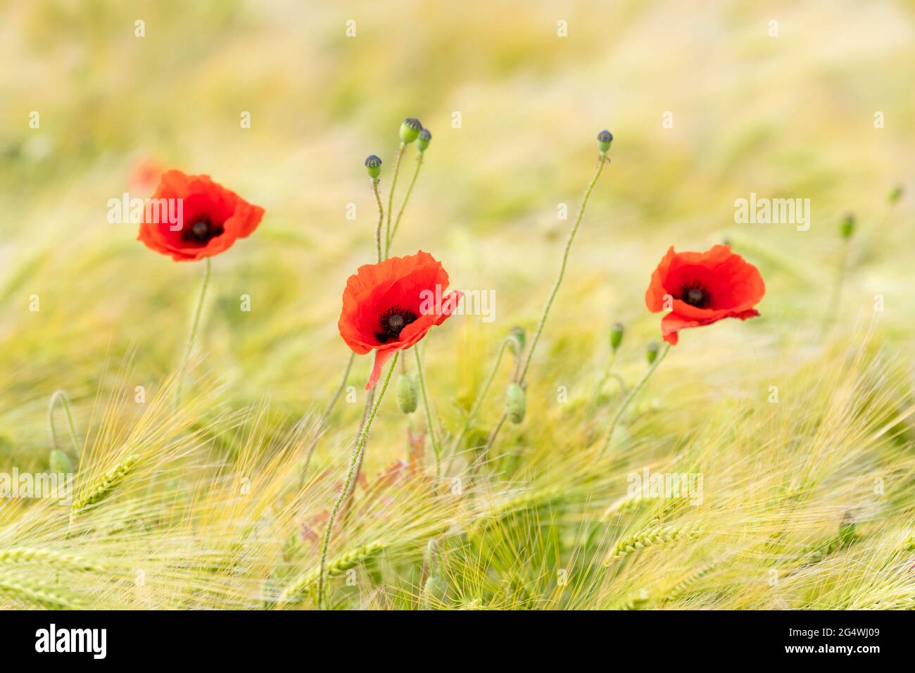 Three Poppies High Resolution Stock Photography and Images - Alamy