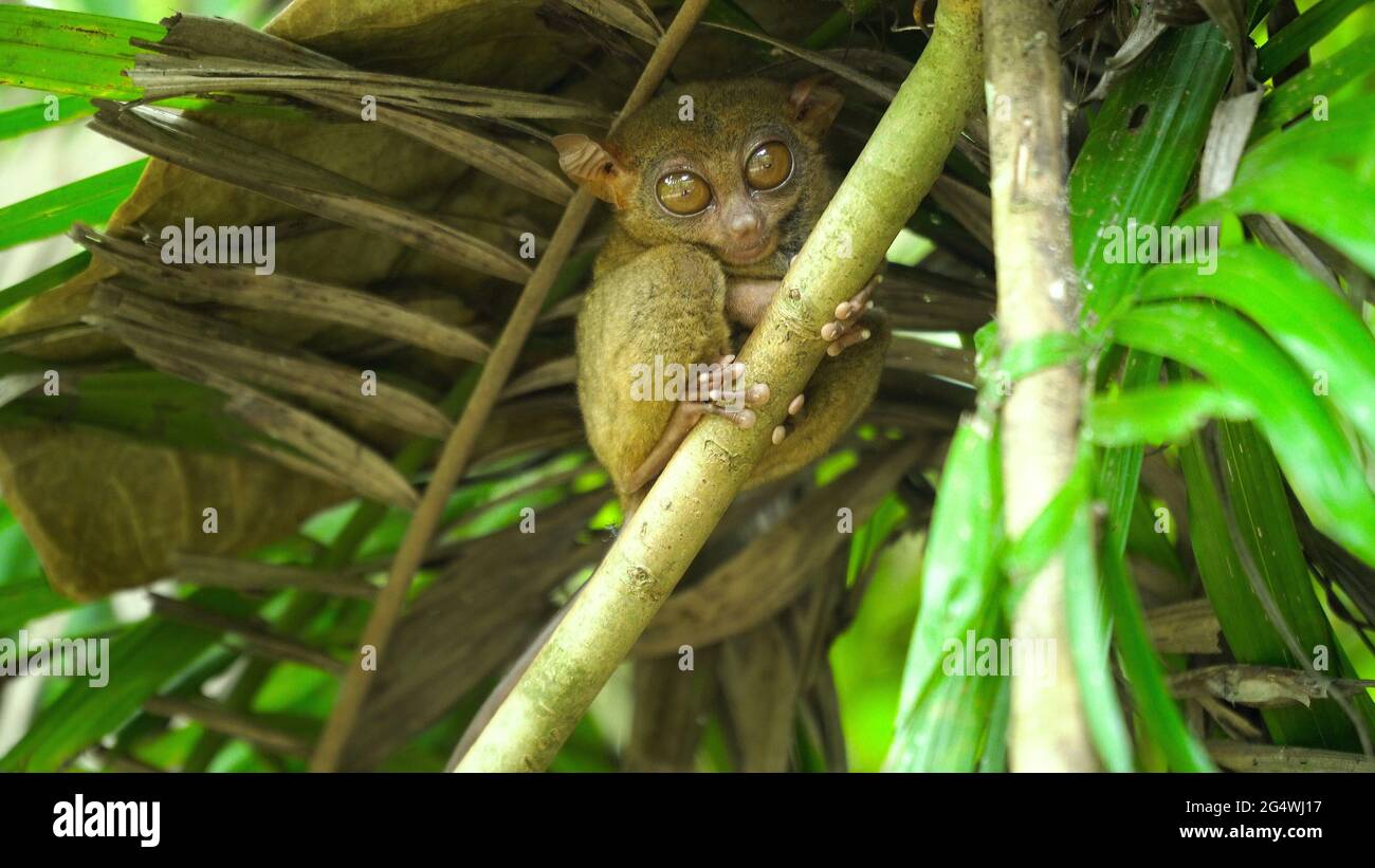 Small tarsier on branch hi-res stock photography and images - Alamy