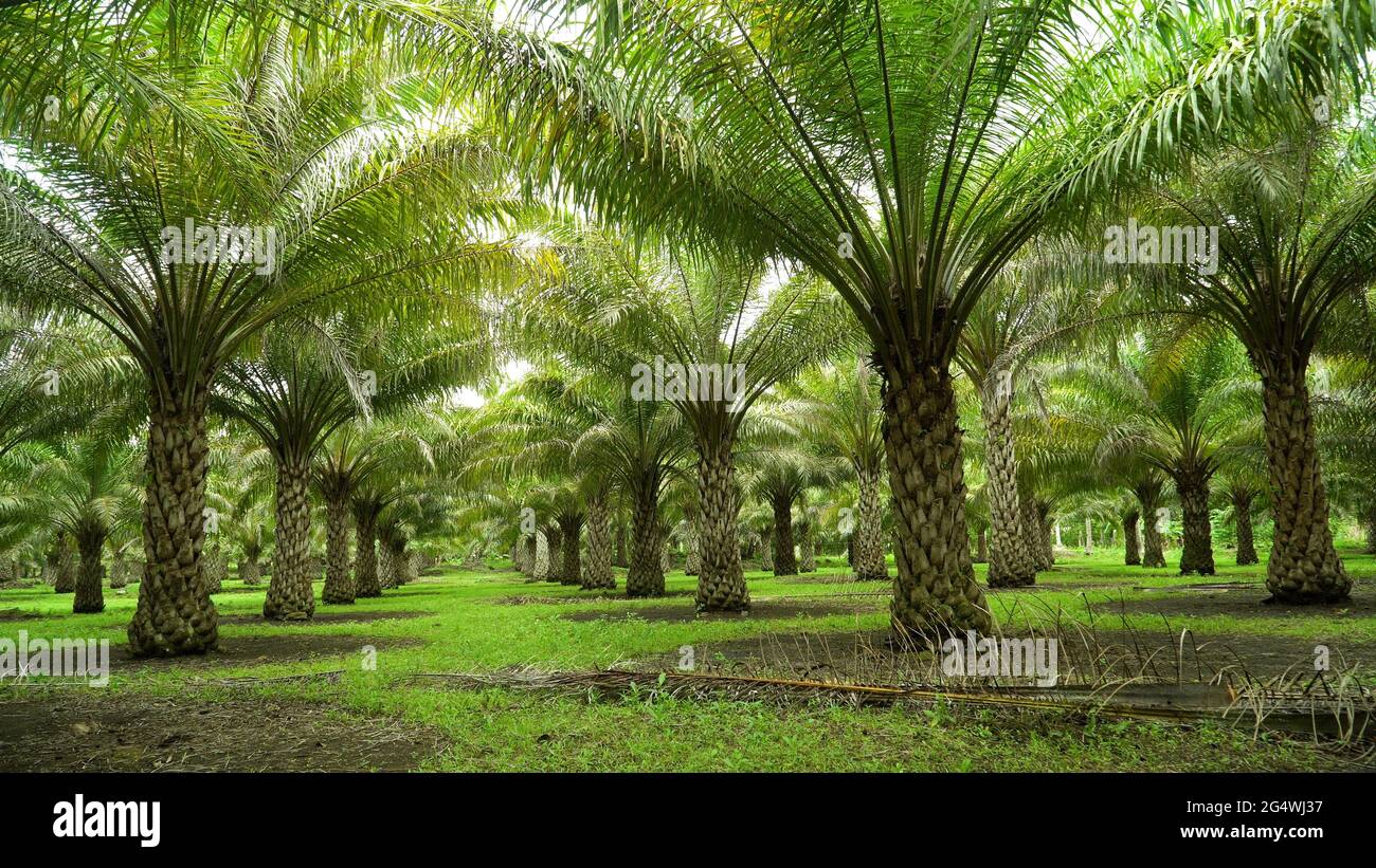 Plantation of palm trees with green leaves. Tropical landscape with ...