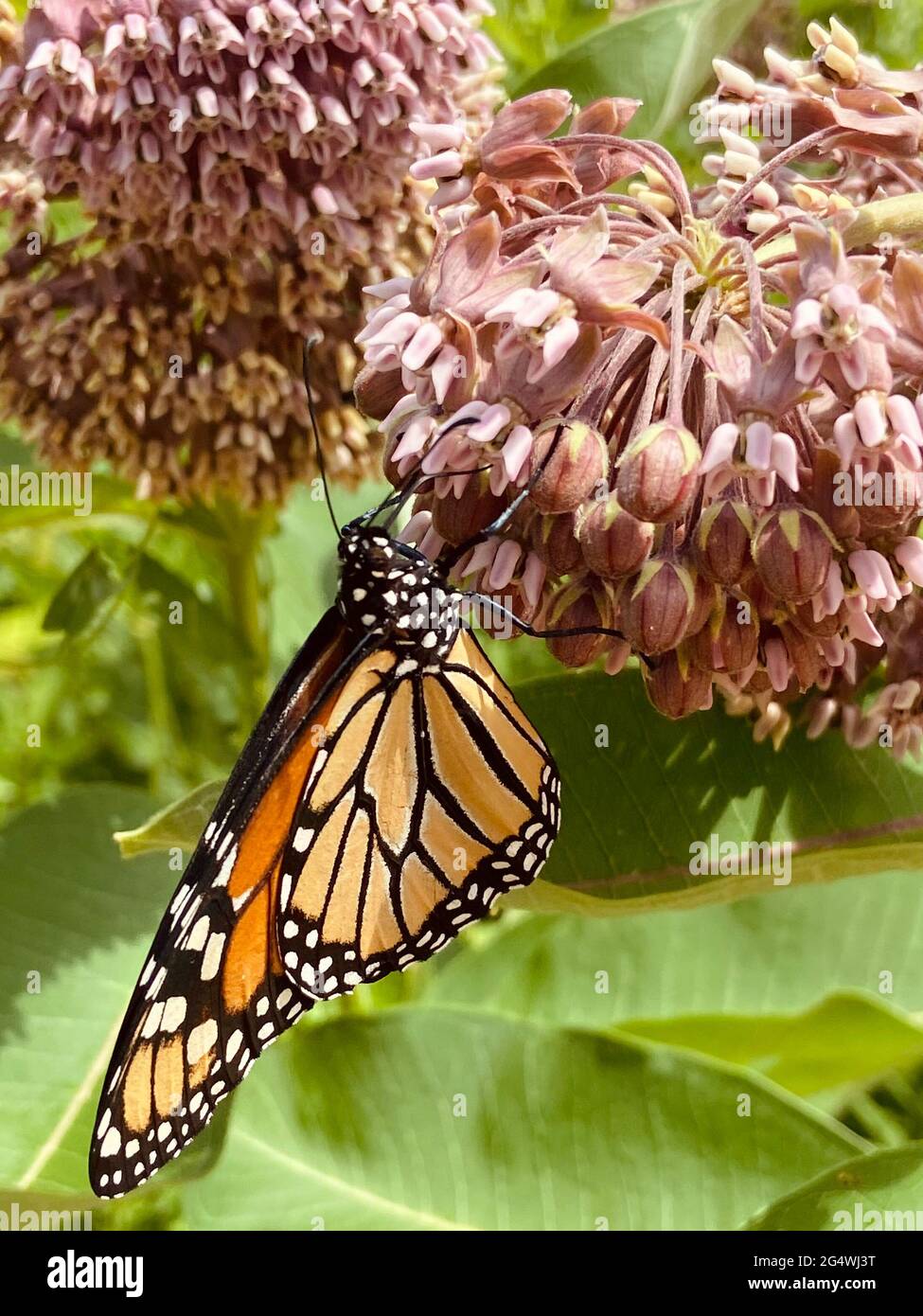 Monarch butterfly on milkweed Stock Photo - Alamy