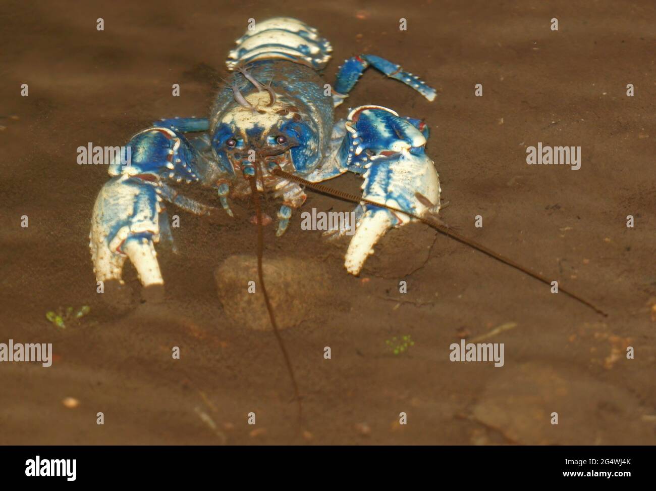 Euastacus a hi-res stock photography and images - Alamy