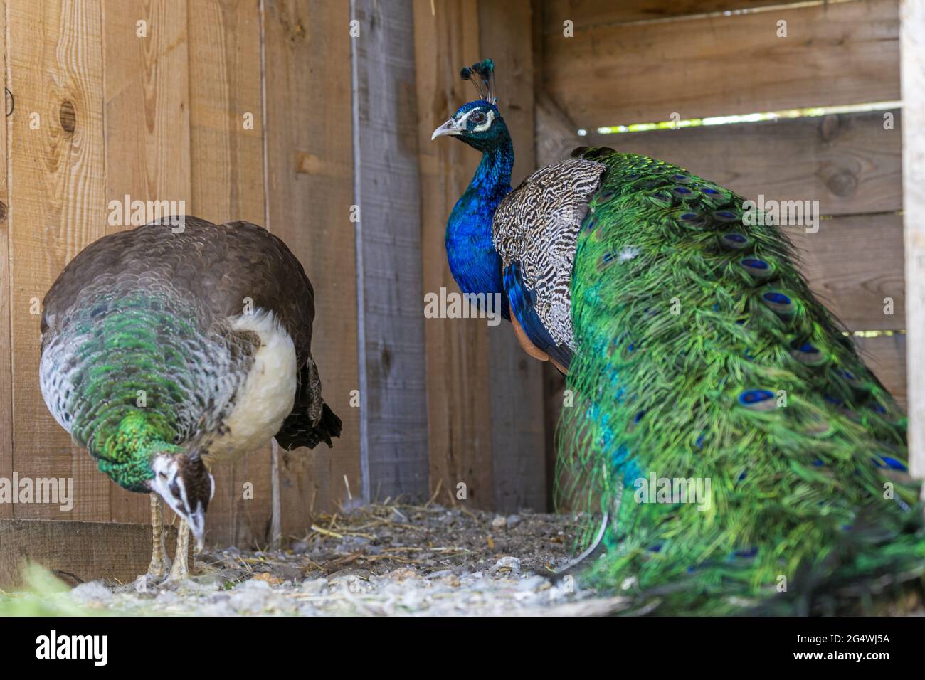 Closeup shot of peacocks with beautiful tails Stock Photo - Alamy