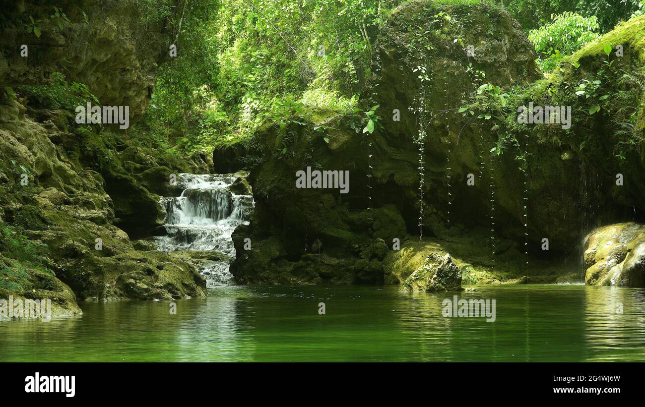 The river in the rainforest among the green lush vegetation. Bohol ...