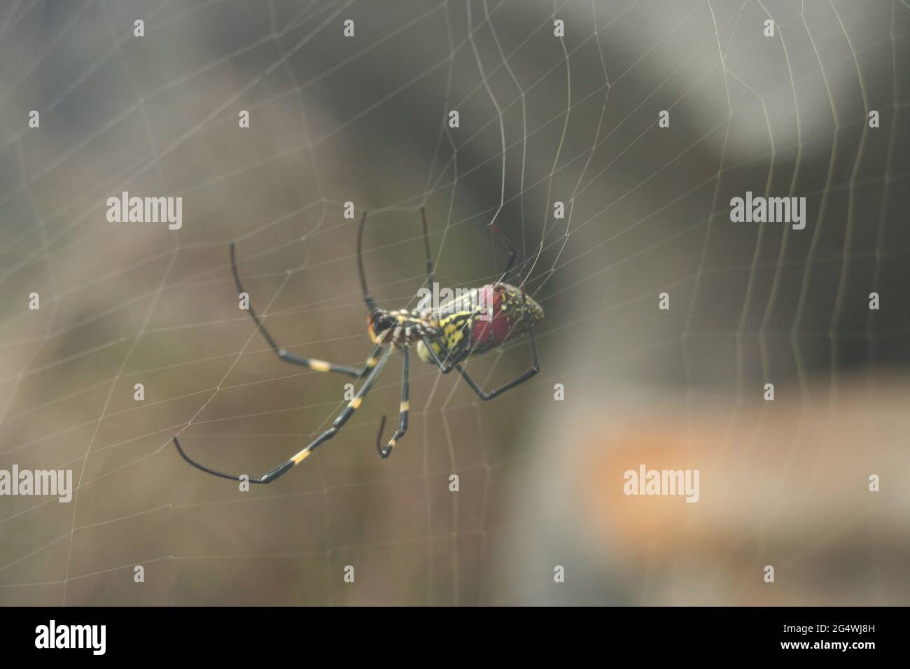 A spider in the Stone Forest (Shilin), tourist attraction, Yunnan ...