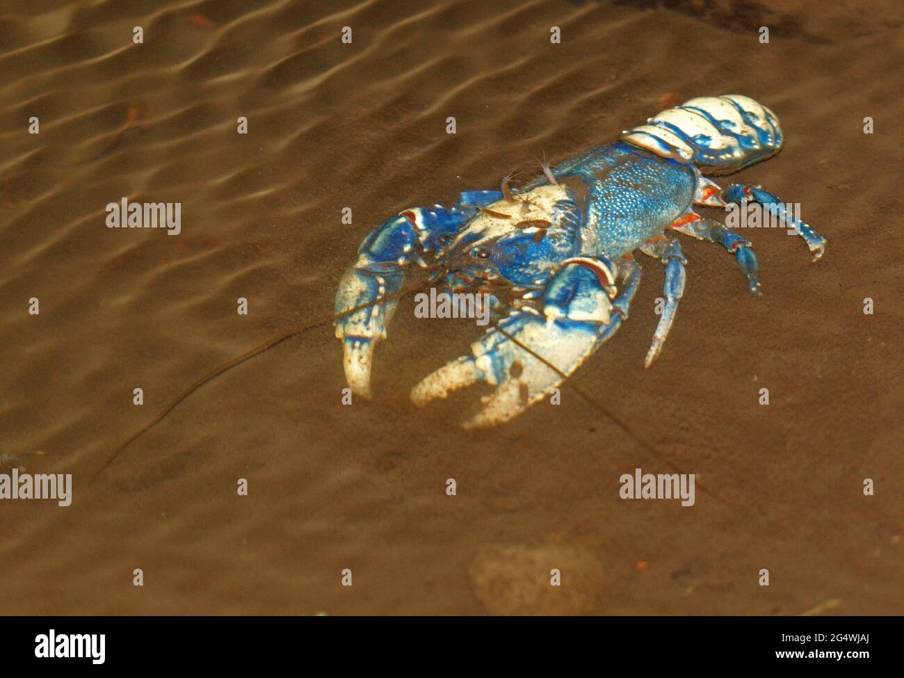 Euastacus sulcatus hi-res stock photography and images - Alamy
