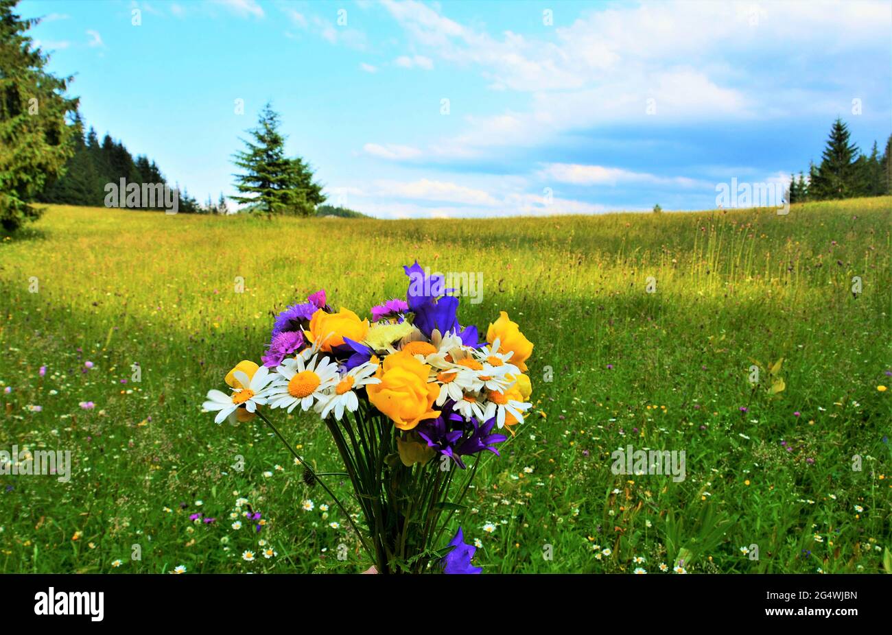 Beautiful bouquet of field flowers on background of a fresh green ...