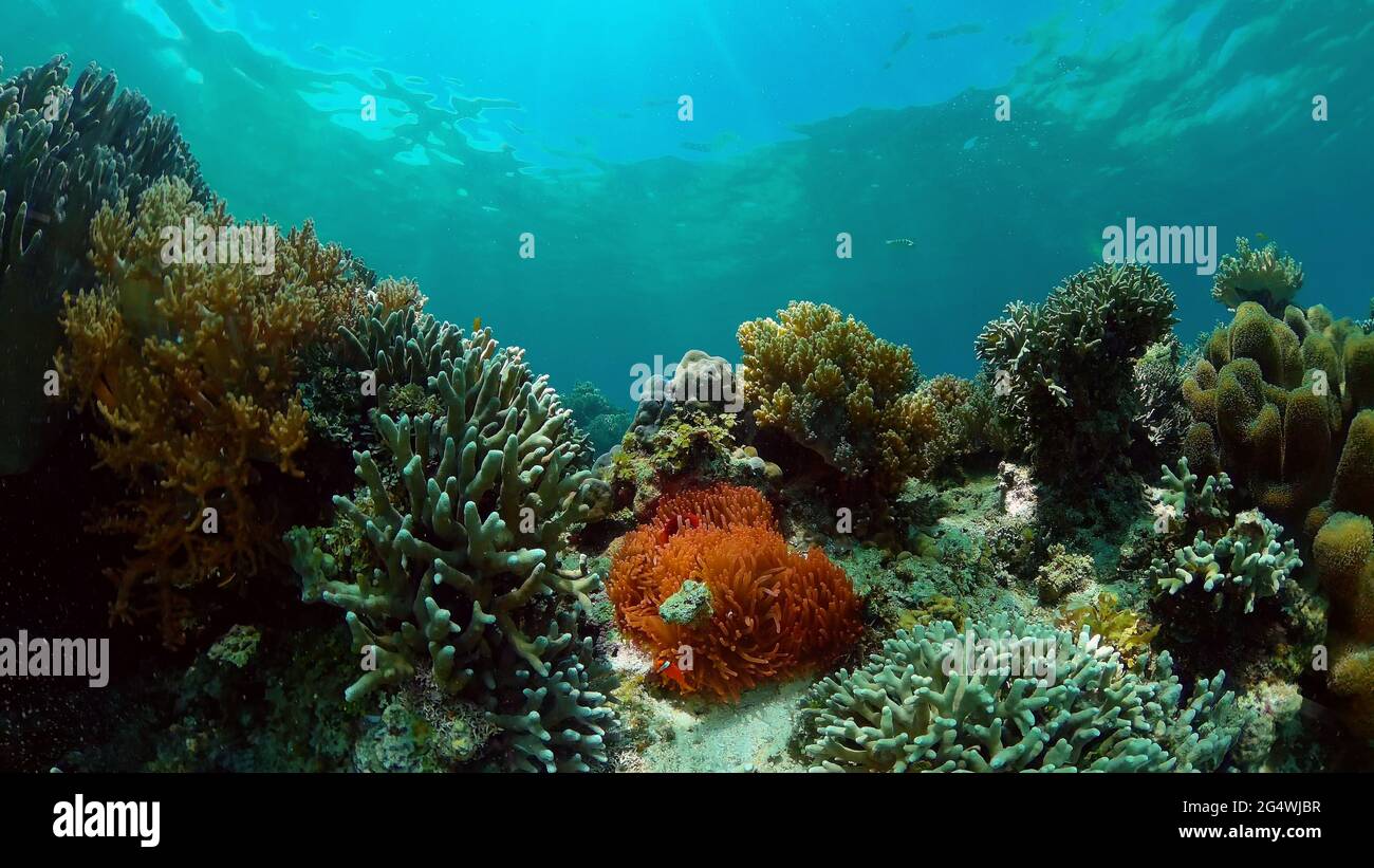 Tropical fishes and coral reef at diving. Underwater world with corals ...