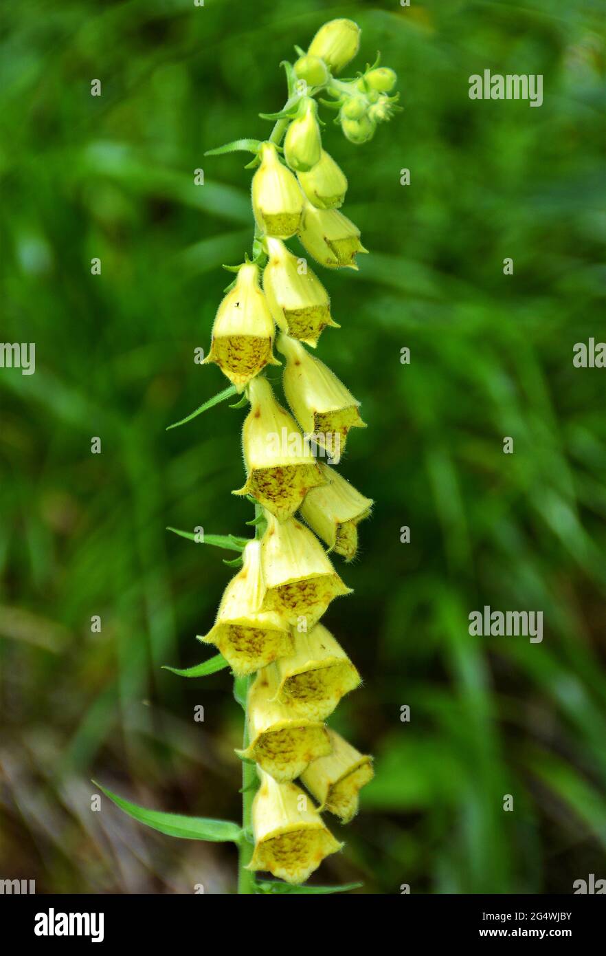 Closeup of a stem with delicate yellow foxglove (Digitalis grandiflora ...