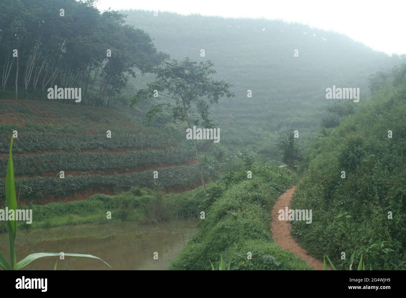 Terraced tea plantations in southern China Stock Photo - Alamy