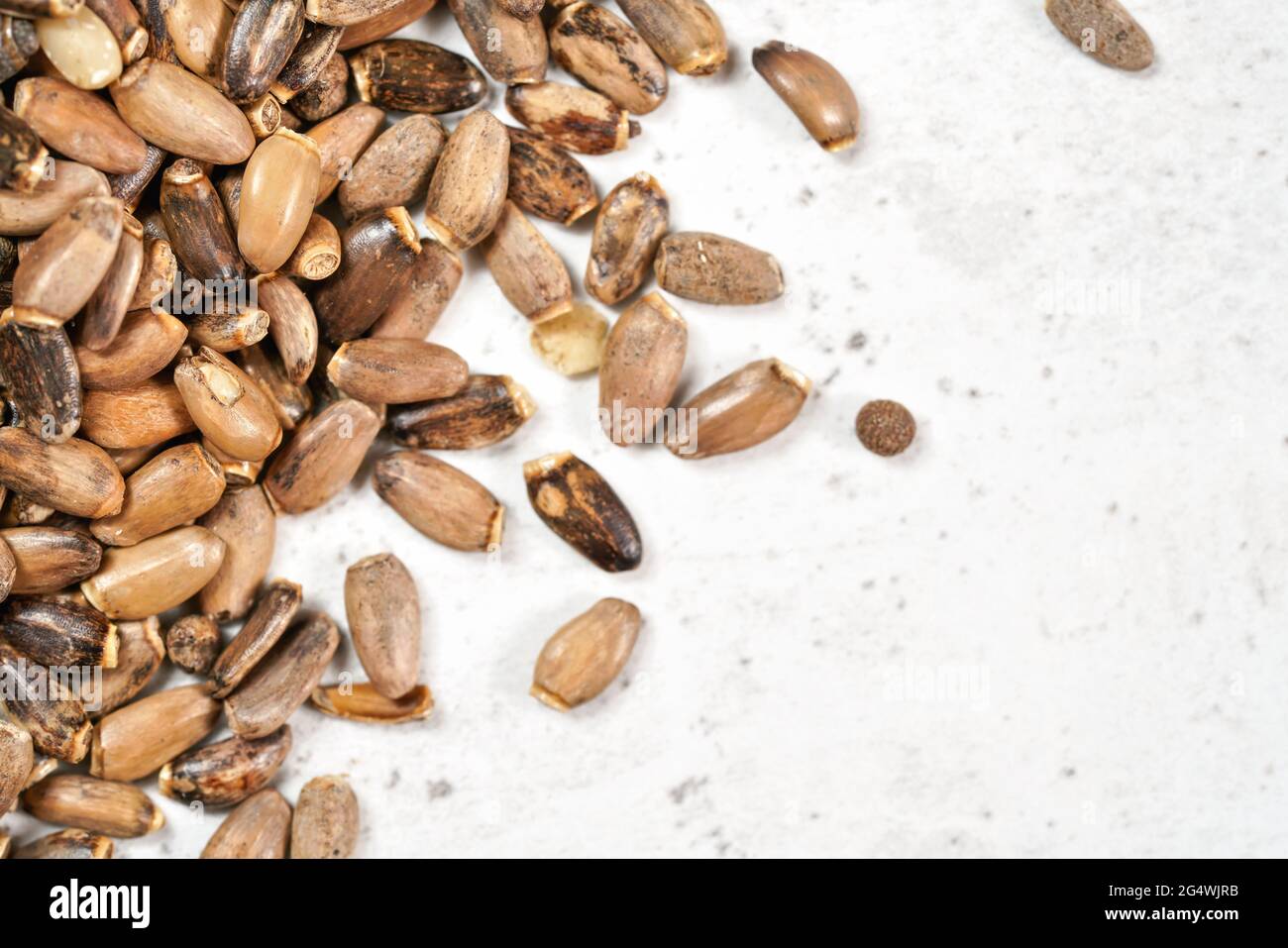 Blessed milk thistle seeds - Silybum marianum - on white stone like ...