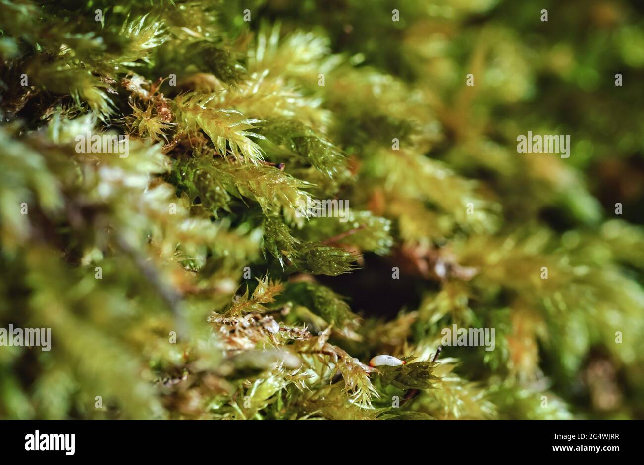 Micro fine hi-res stock photography and images - Alamy