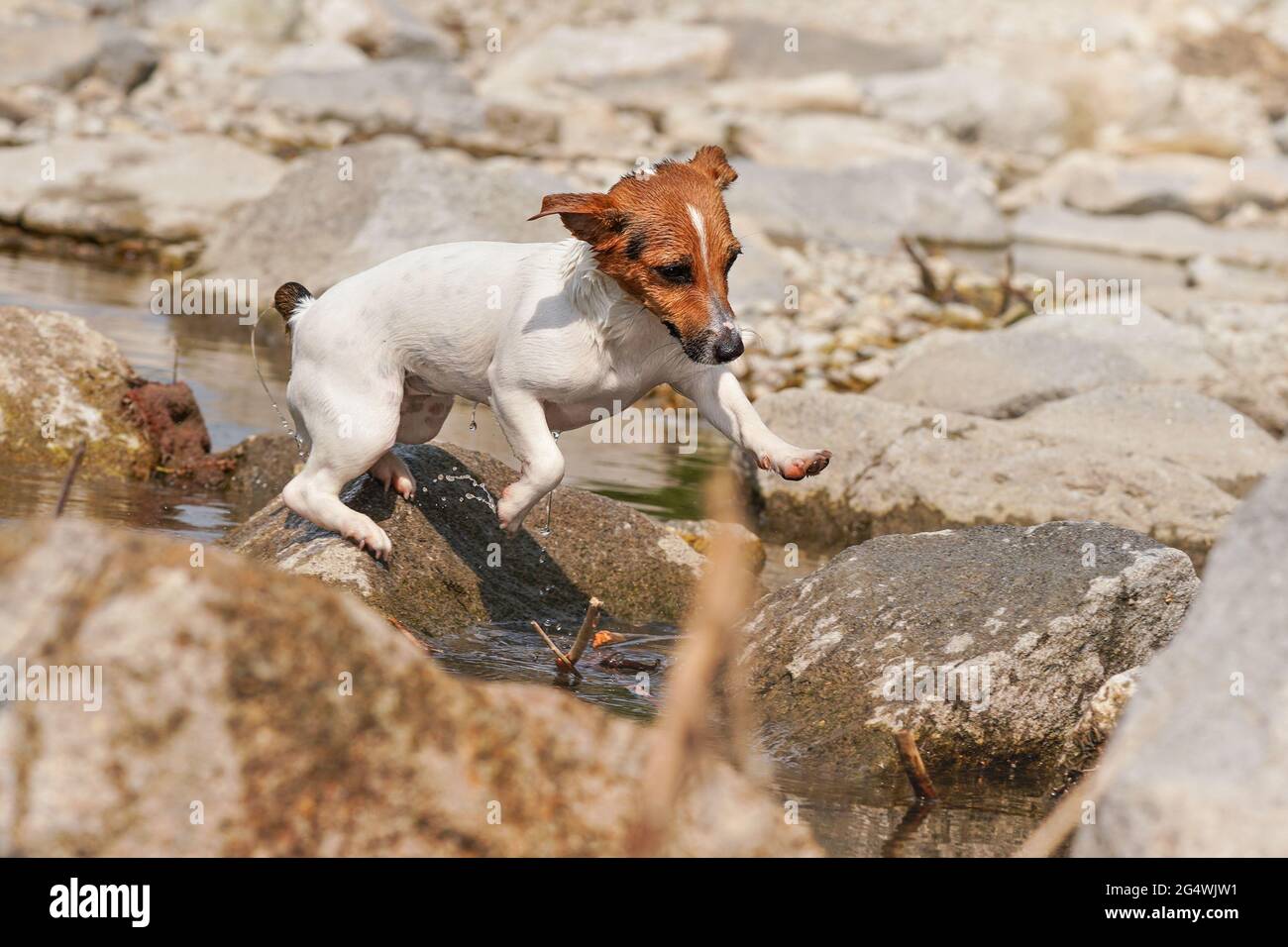 Small Jack Russell terrier playing in shallow river on sunny day ...