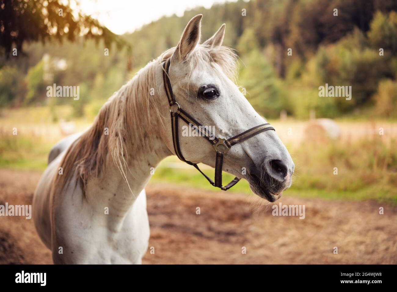 White arabian horse standing on farm ground, blurred meadow and forest ...