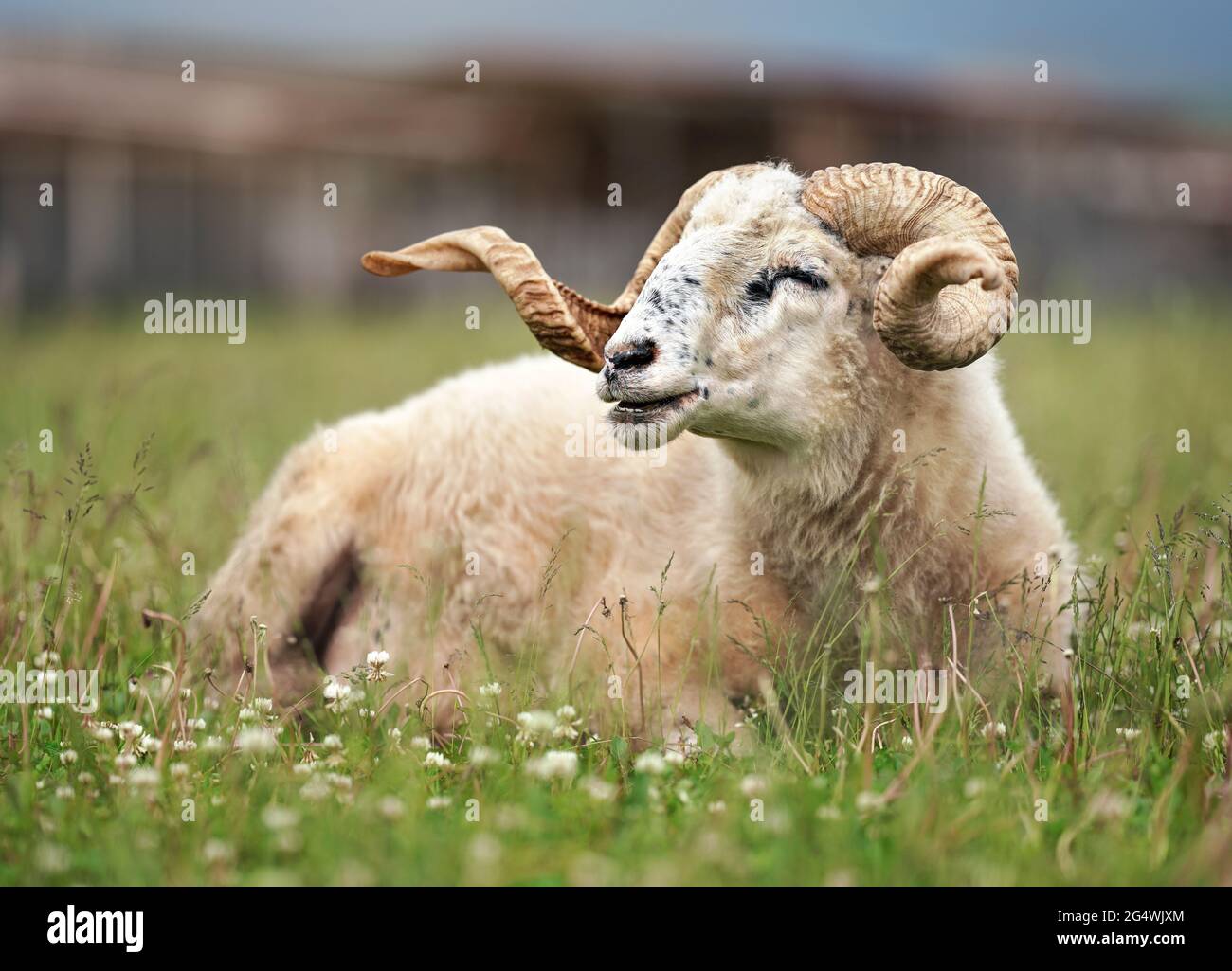 Laying background sheep hi-res stock photography and images - Alamy