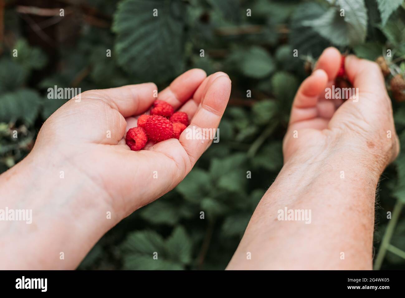 Old female hands picking fresh raspberries in the garden Stock Photo ...