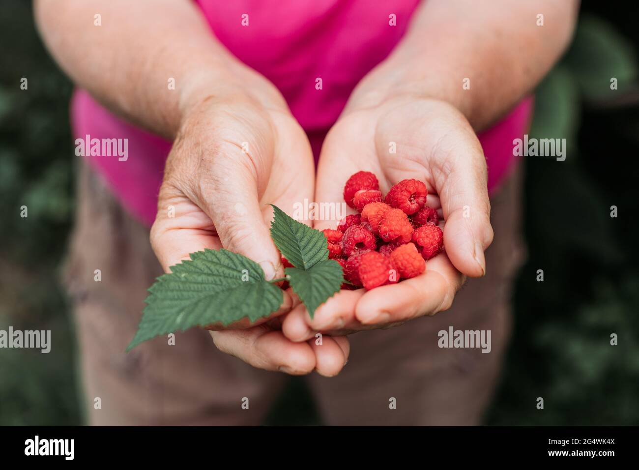 Old female hands holding fresh raspberries, freshly picked from the ...