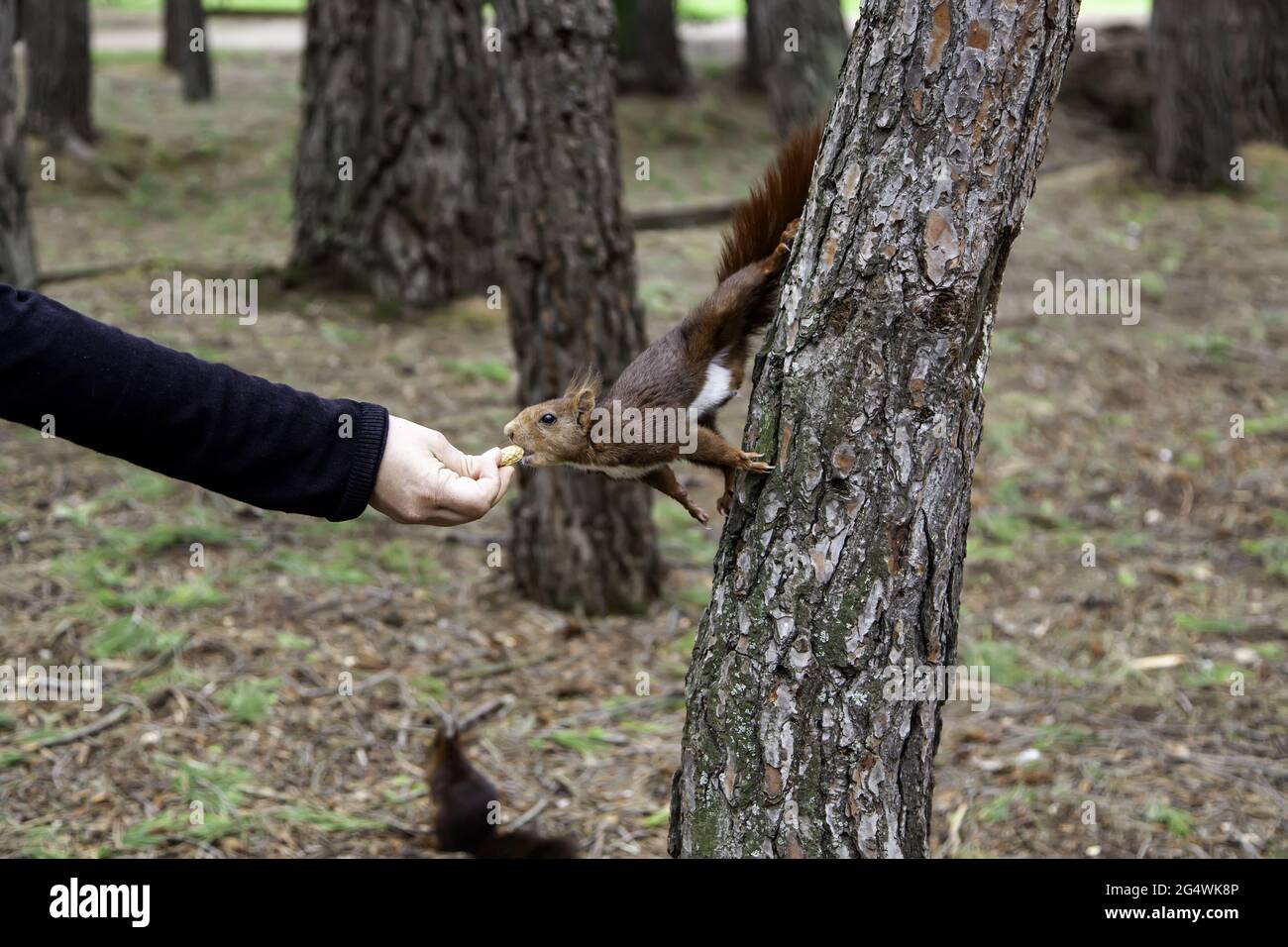 Nut free environment hi-res stock photography and images - Alamy