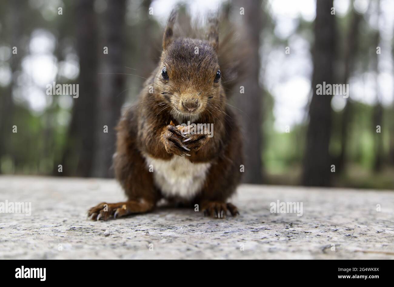 Squirrel eating nuts in forest, wild and free animals Stock Photo - Alamy