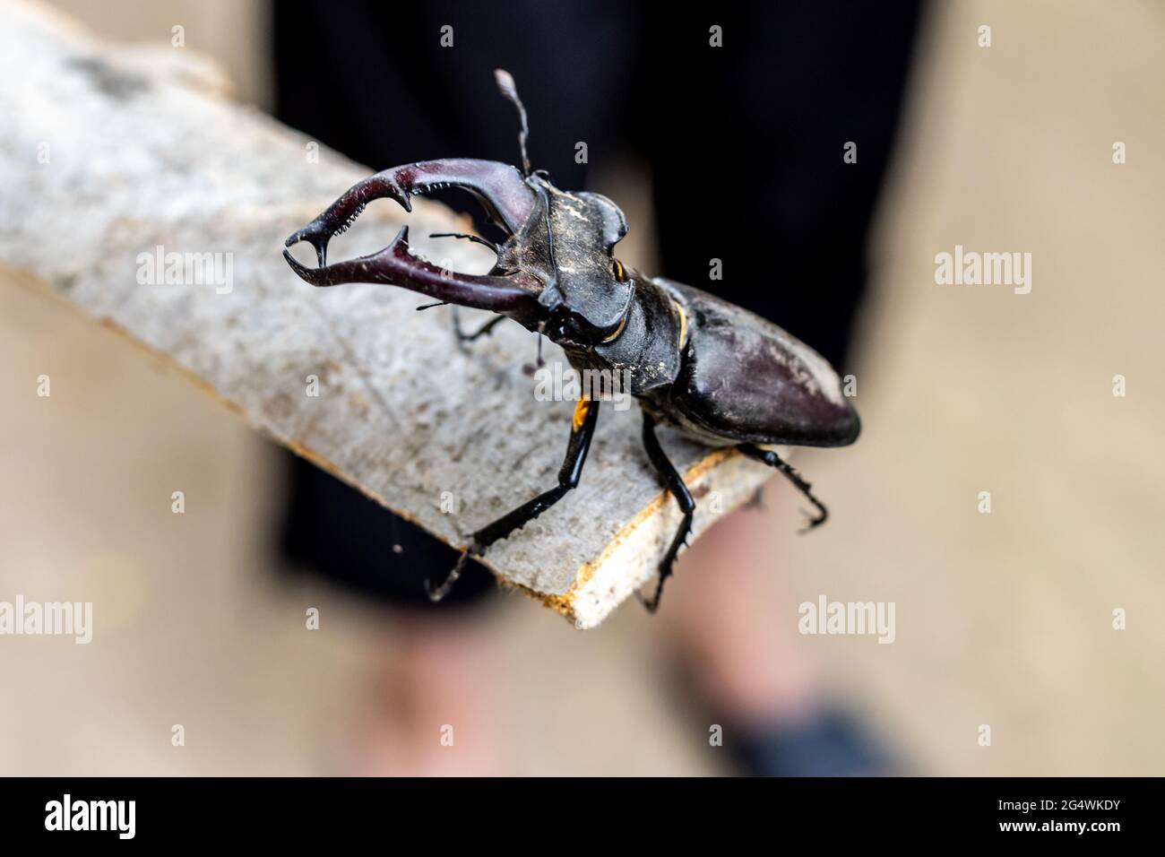 One, single European stag beetle standing on the wooden stick Stock ...
