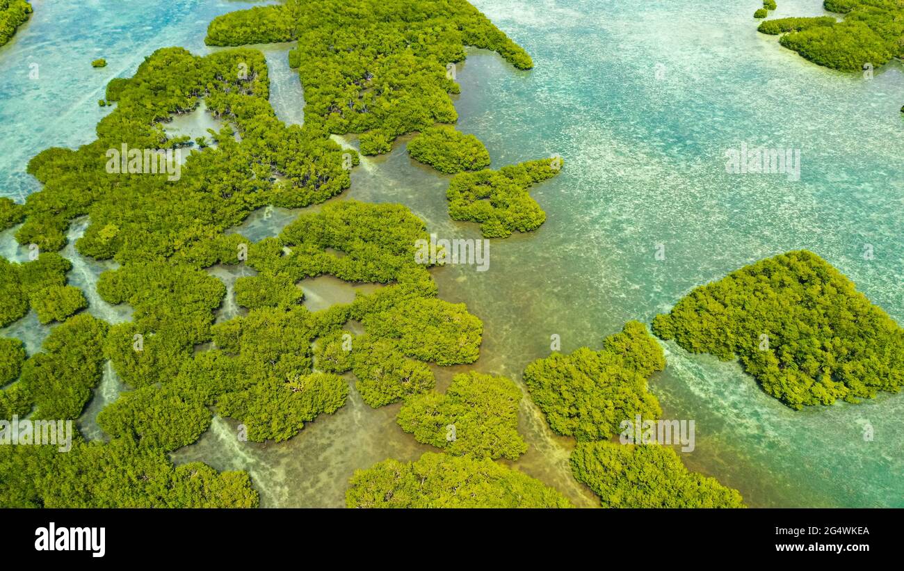 Mangrove trees in the water on a tropical island. An ecosystem in the ...