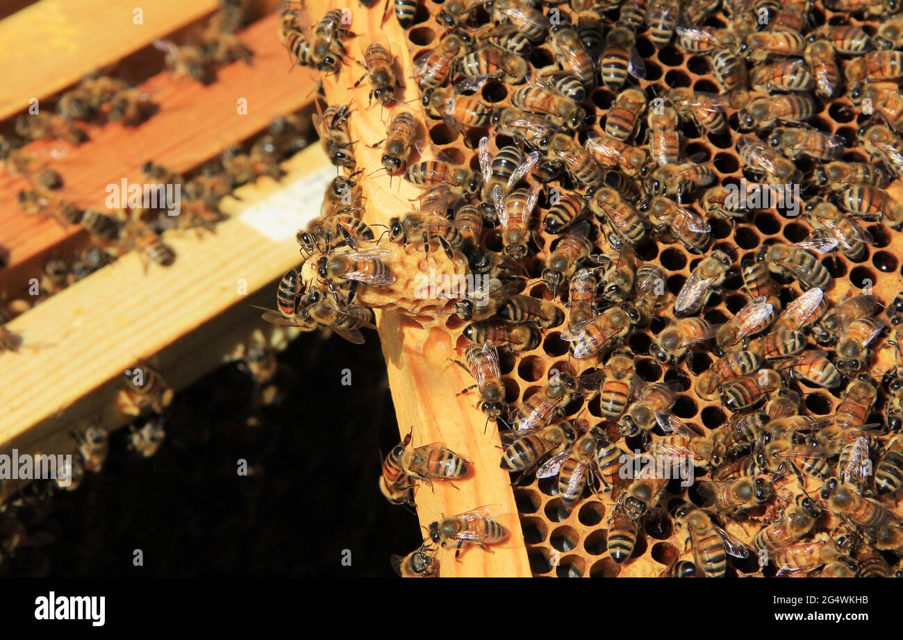 Nectar in Honey Comb with Queen Cell Stock Photo - Alamy