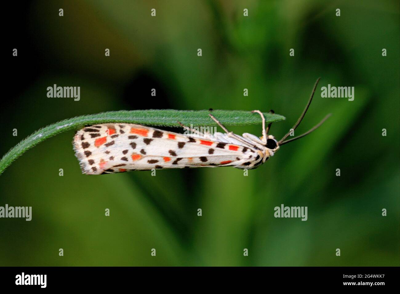 Heliotrope moth (Utetheisa pulchelloides) adult on vegetation tip south ...