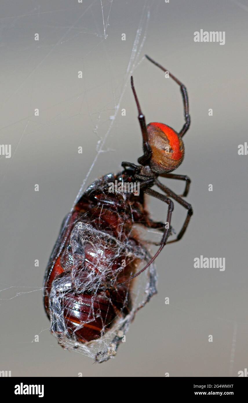 Female australian redback spider hi-res stock photography and images ...