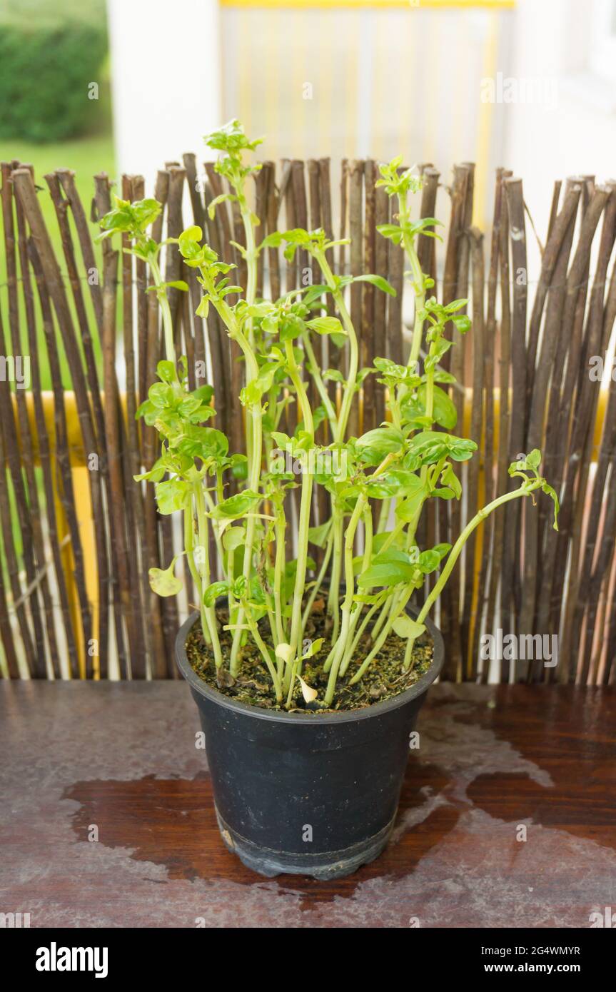 Vertical shot of a plant in a pot on the table Stock Photo - Alamy
