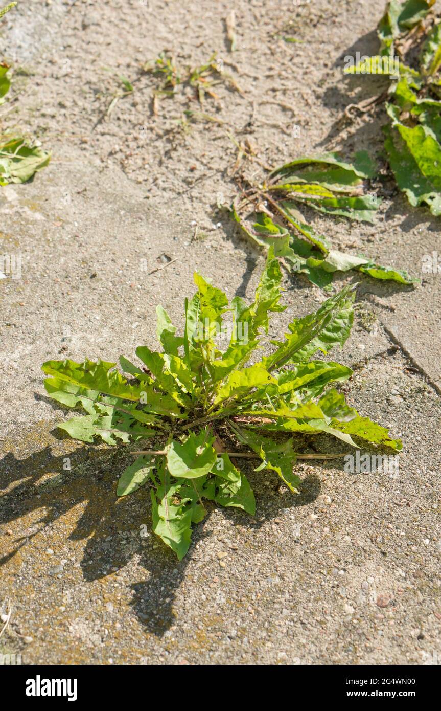 Vertical shot of a plant growing on concrete Stock Photo - Alamy